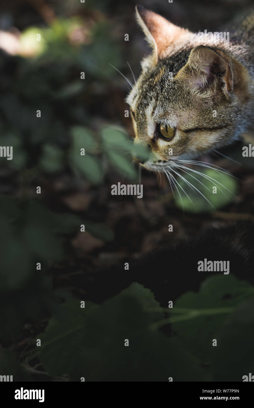 Cute cat on forest hi-res stock photography and images - Alamy
