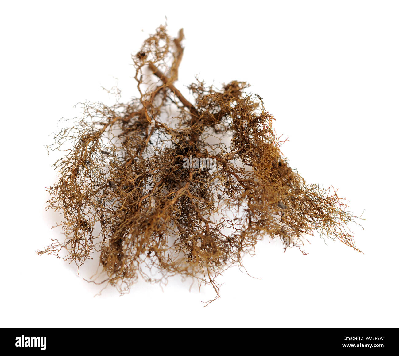 tree root on white background Stock Photo - Alamy