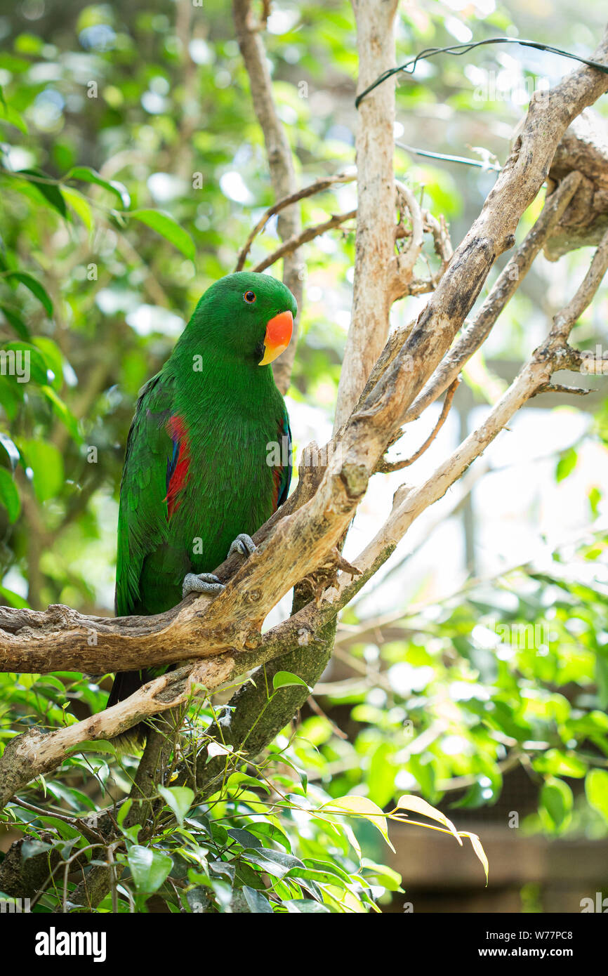 Green tropical parrot bird portrait on a tropical jungle landscape ...