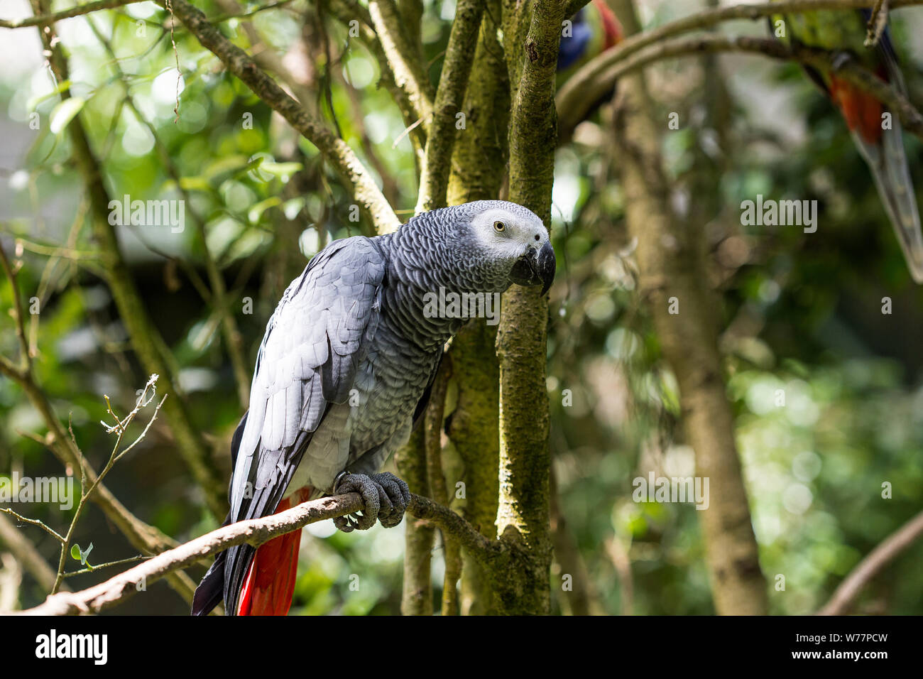 Jungle parrot hi-res stock photography and images - Alamy