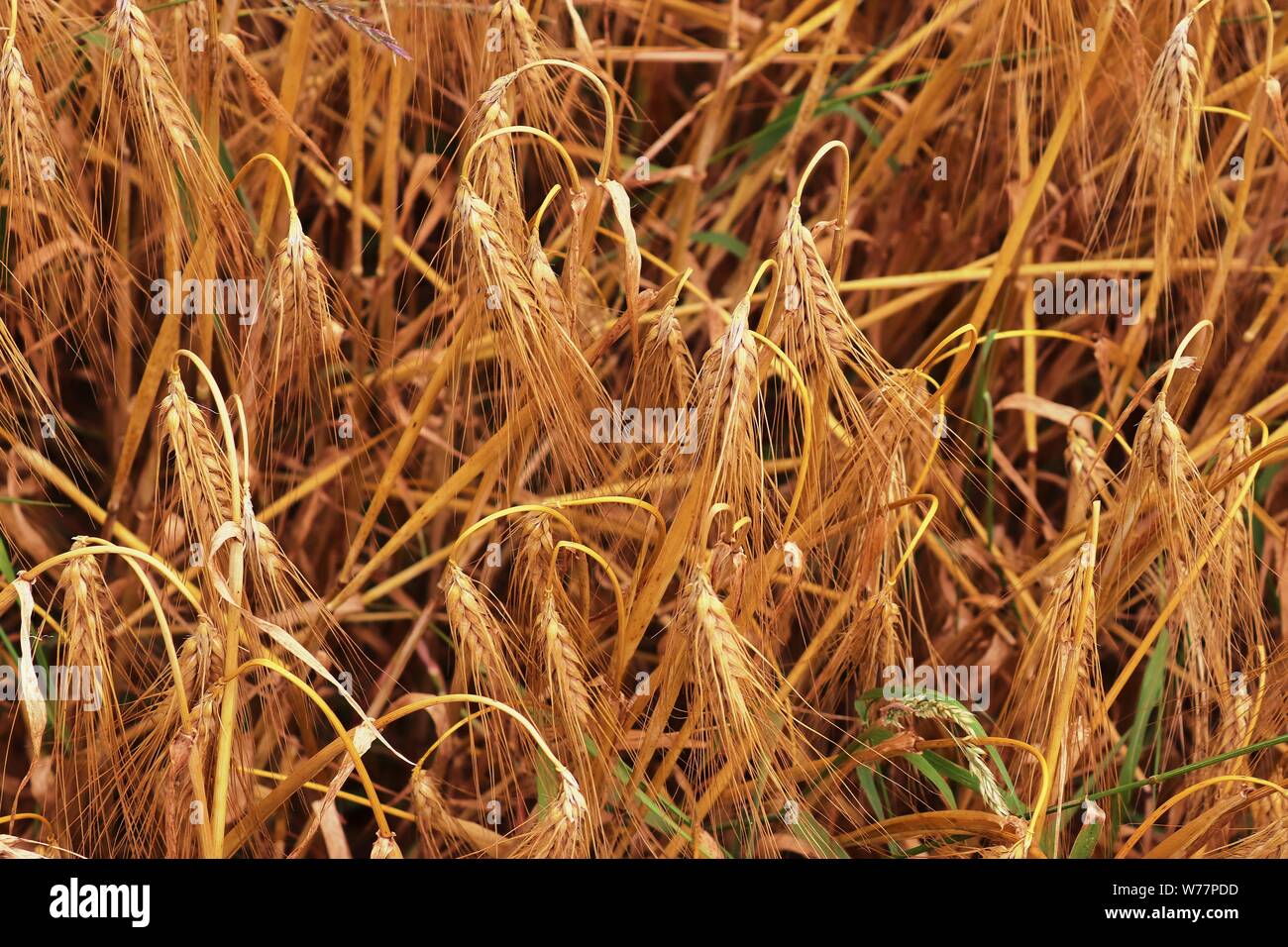 Beautiful and detailed close up view on crop and wheat field textures ...