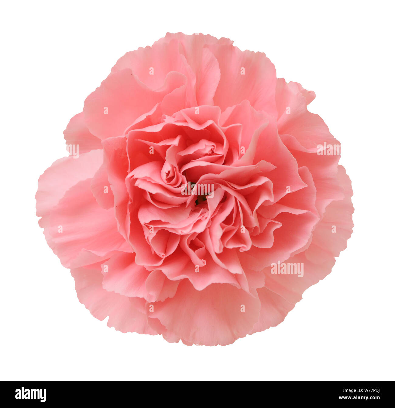 pink carnation isolate on white background Stock Photo - Alamy