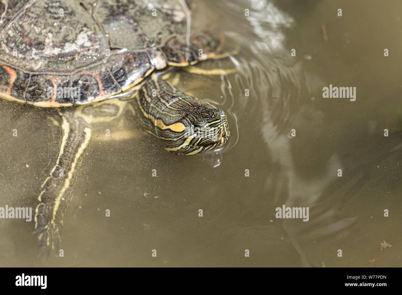 Green turtle swimming on a pond Stock Photo - Alamy
