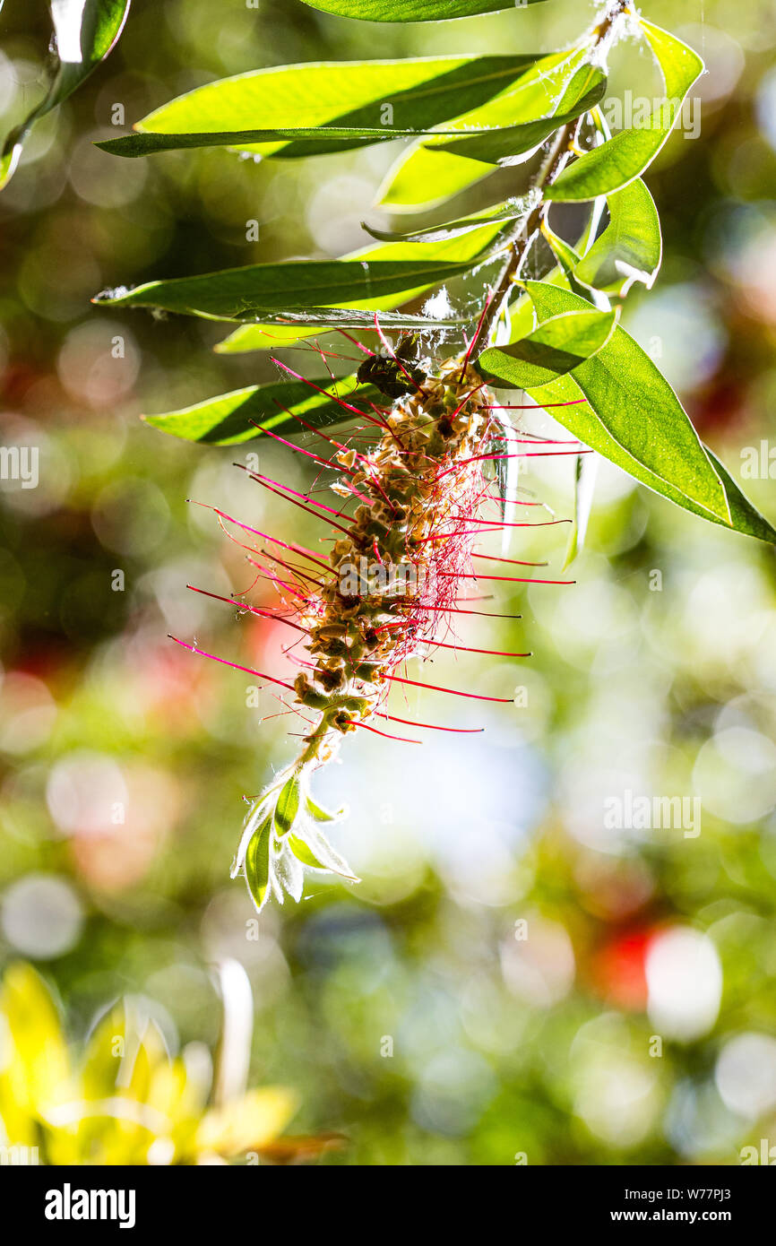 Spiky tropical plant hi-res stock photography and images - Alamy