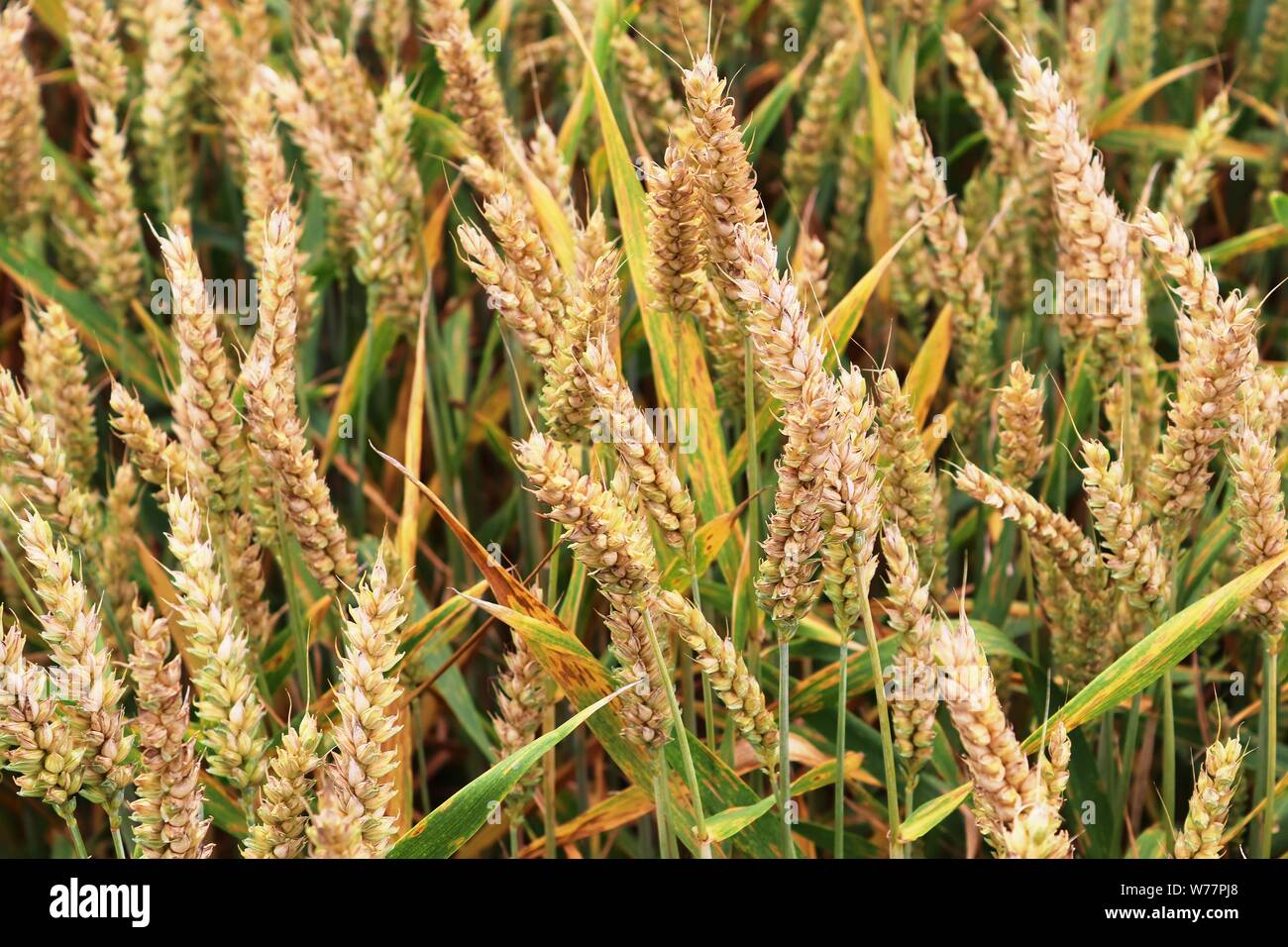 Beautiful and detailed close up view on crop and wheat field textures ...