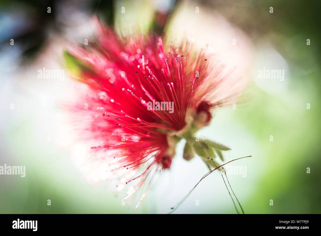 Red spiky tropical flower plant Stock Photo - Alamy