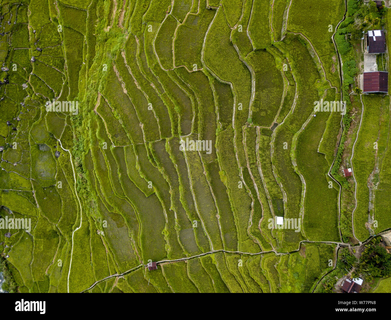 Aerial view of rice terraces in northern Luzon, Philippines Stock Photo ...