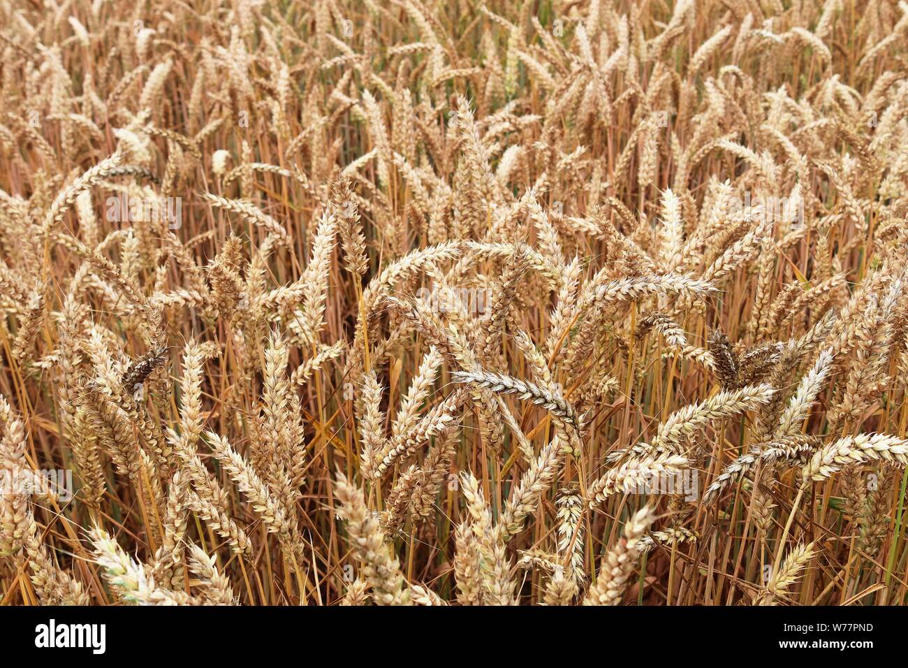 Beautiful and detailed close up view on crop and wheat field textures ...