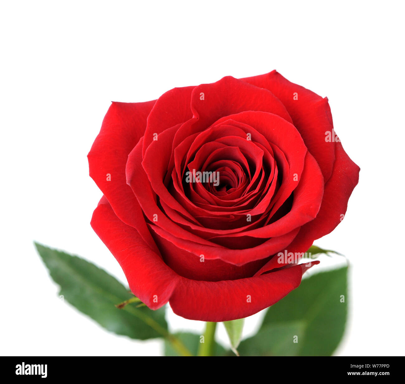 single red rose isolated on white background Stock Photo - Alamy