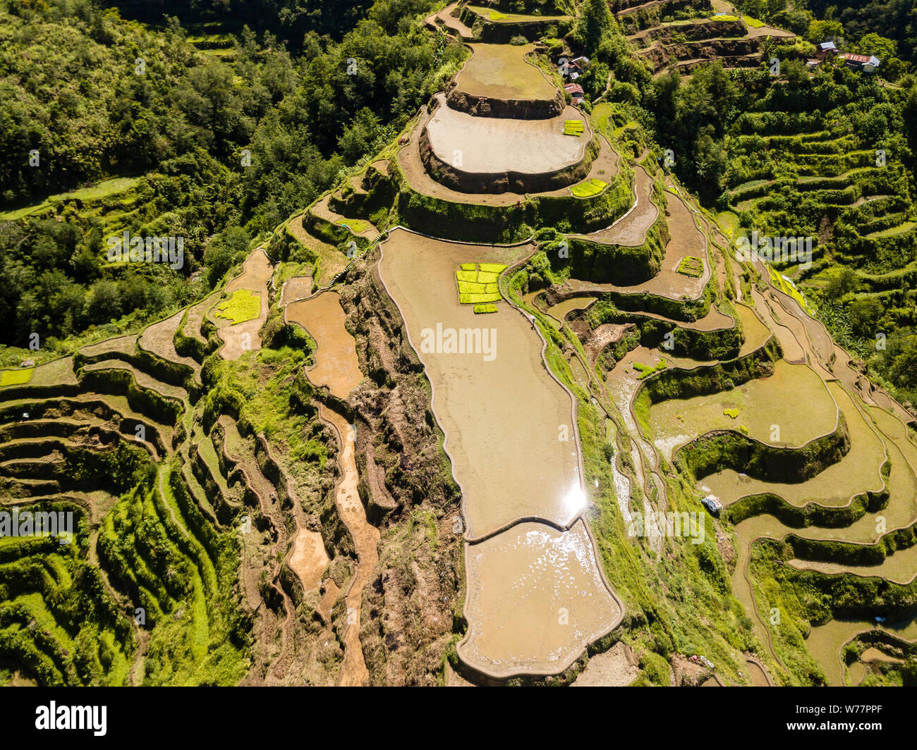 Aerial drone view of the famous Banaue Rice Terraces in the northern ...