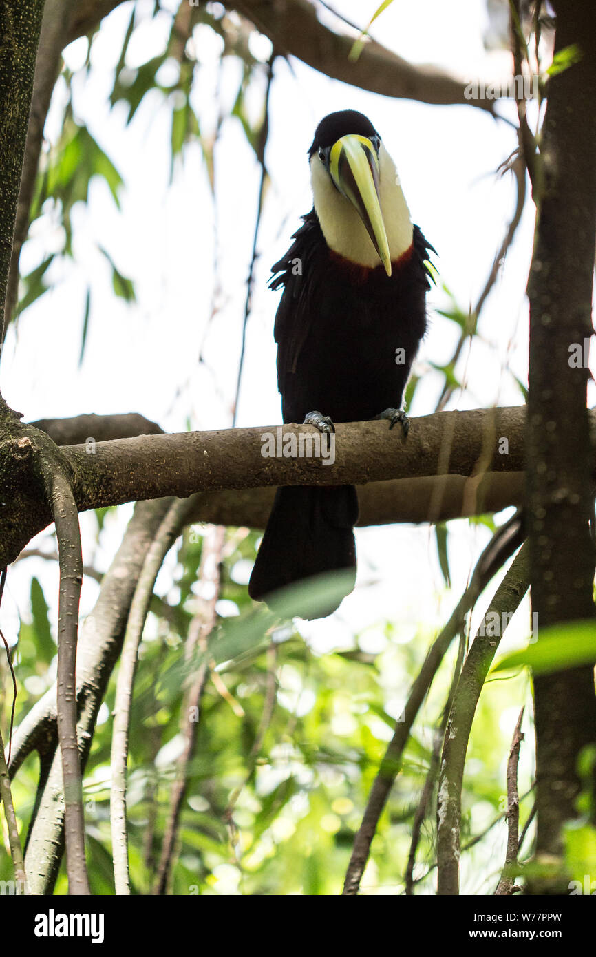 Beautiful Tucan exotic bird on a rainforest Stock Photo - Alamy