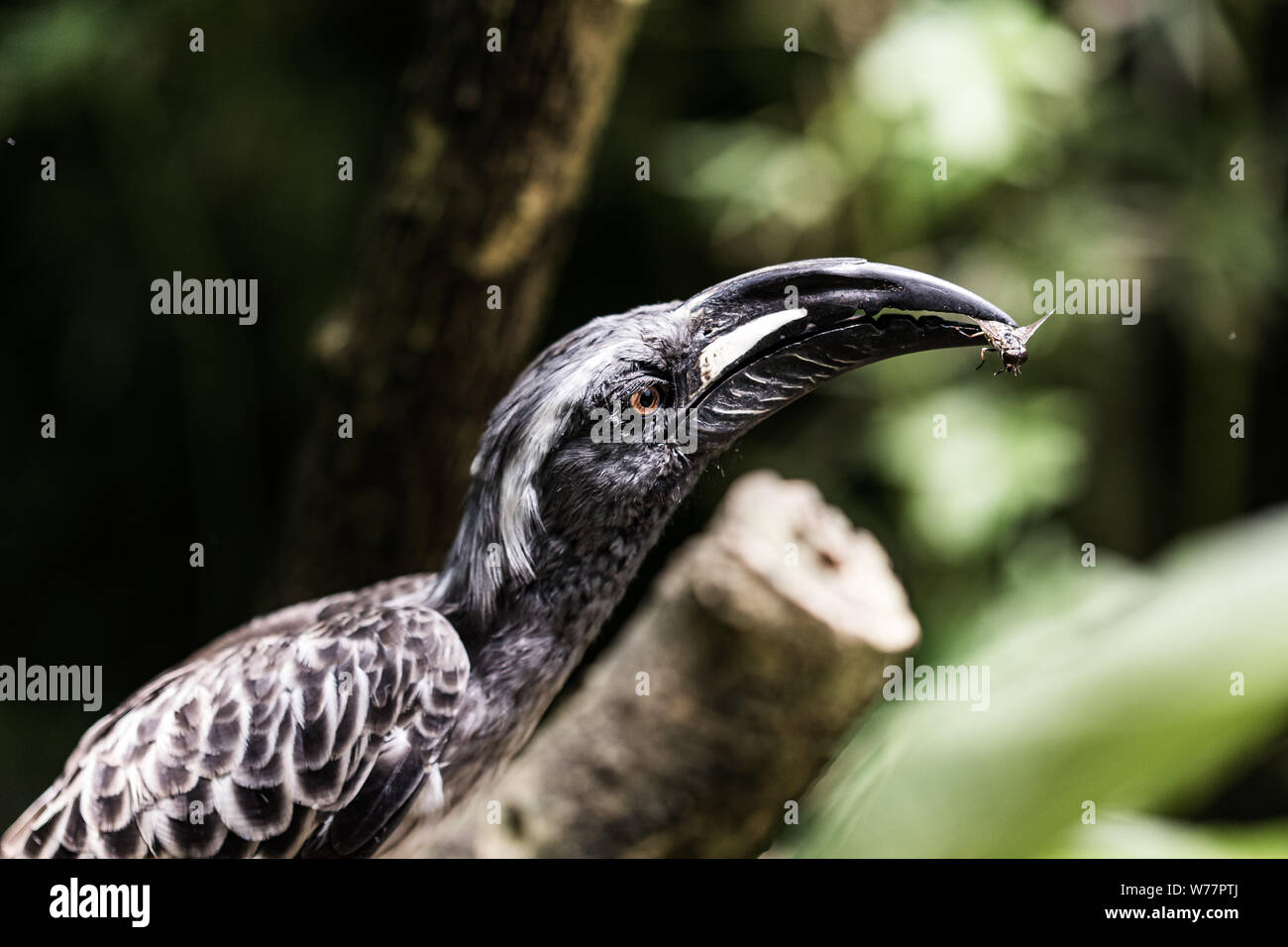 Insect eating bird hi-res stock photography and images - Alamy