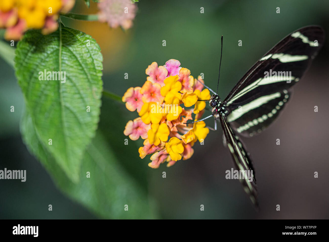 Striped butterfly hi-res stock photography and images - Alamy