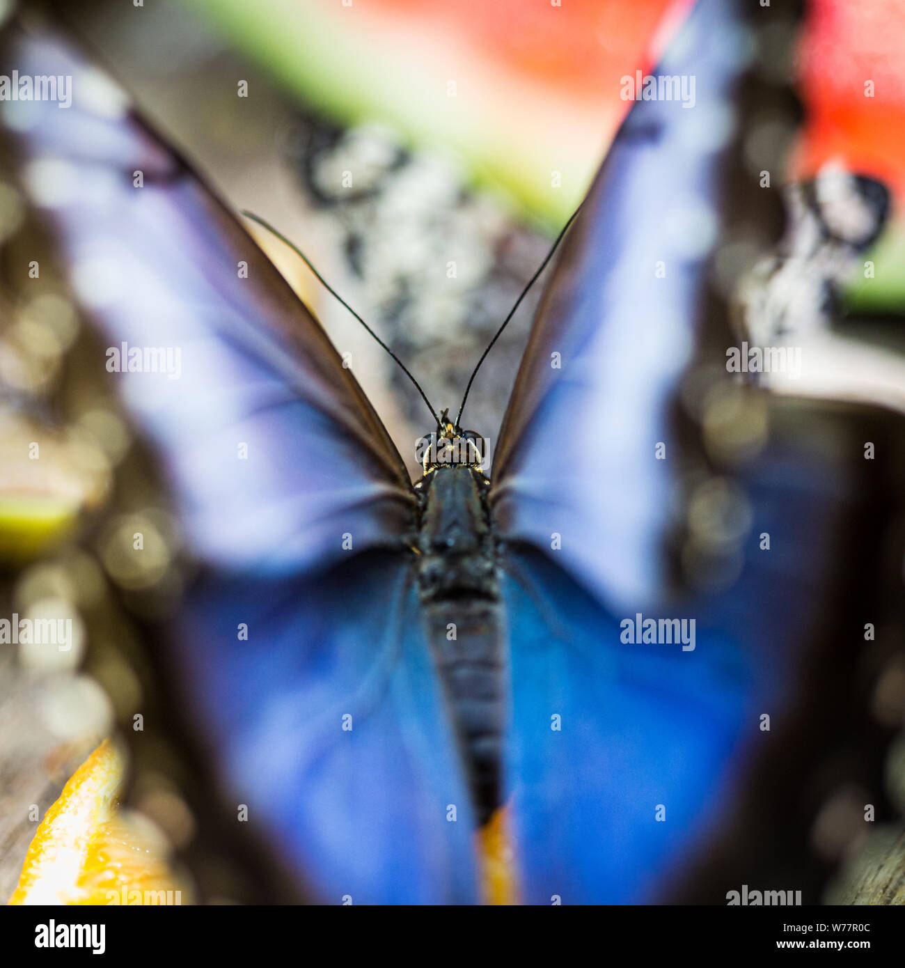 Big butterfly hi-res stock photography and images - Alamy