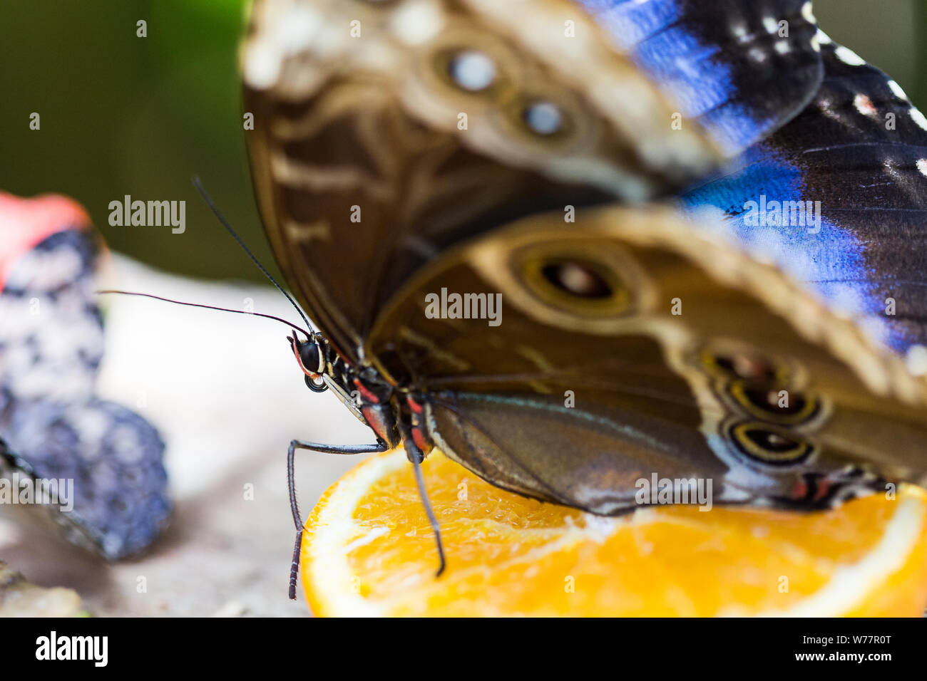 Big brown butterfly macro still Stock Photo - Alamy