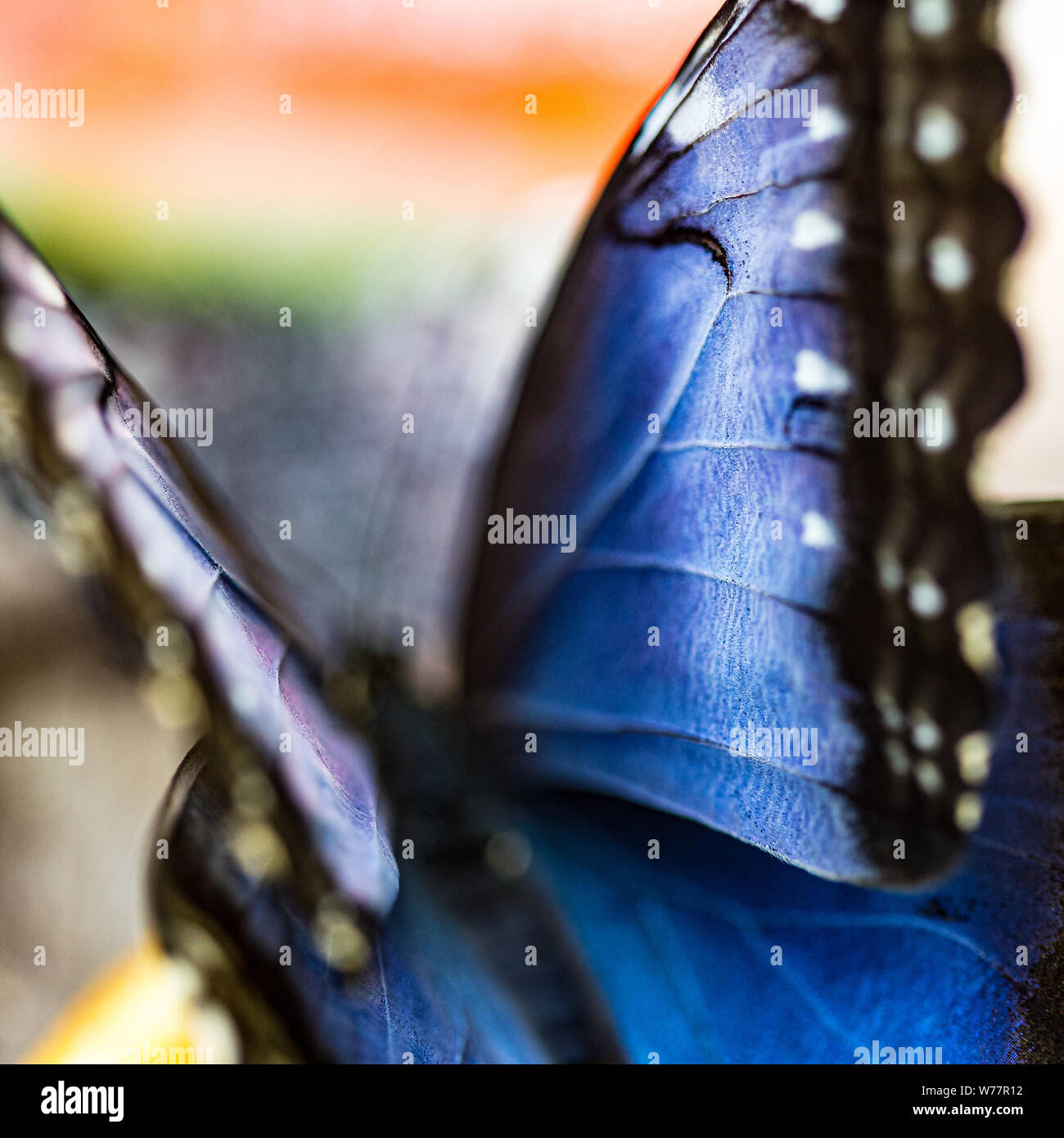 Big blue butterfly macro still Stock Photo - Alamy