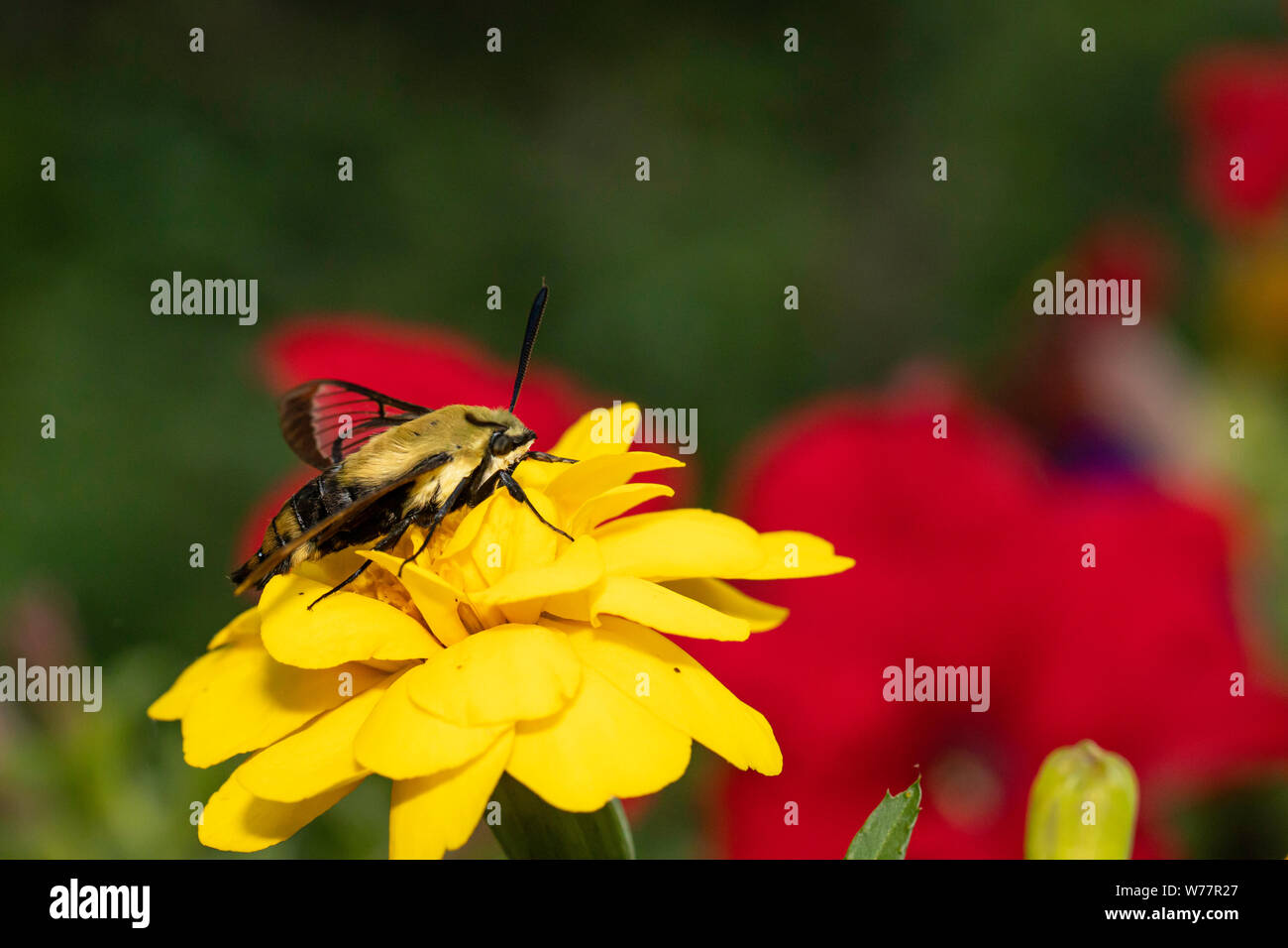 Bumblebee moths hi-res stock photography and images - Alamy