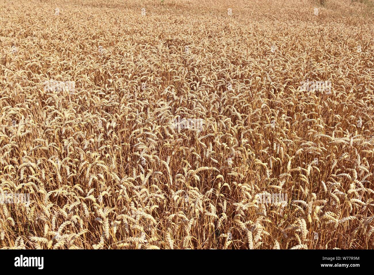Beautiful and detailed close up view on crop and wheat field textures ...