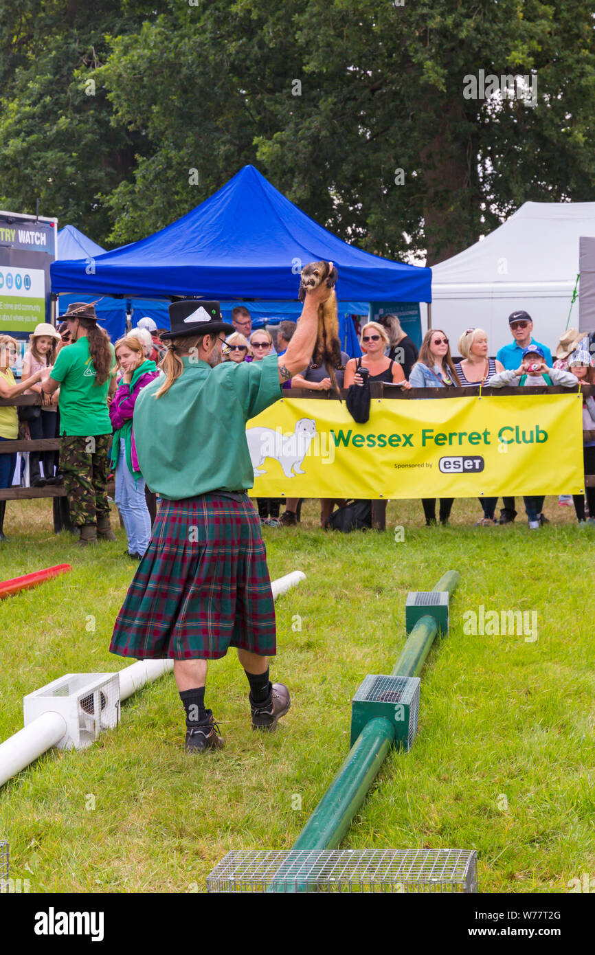 Ferret racing at new forest show hi-res stock photography and images ...