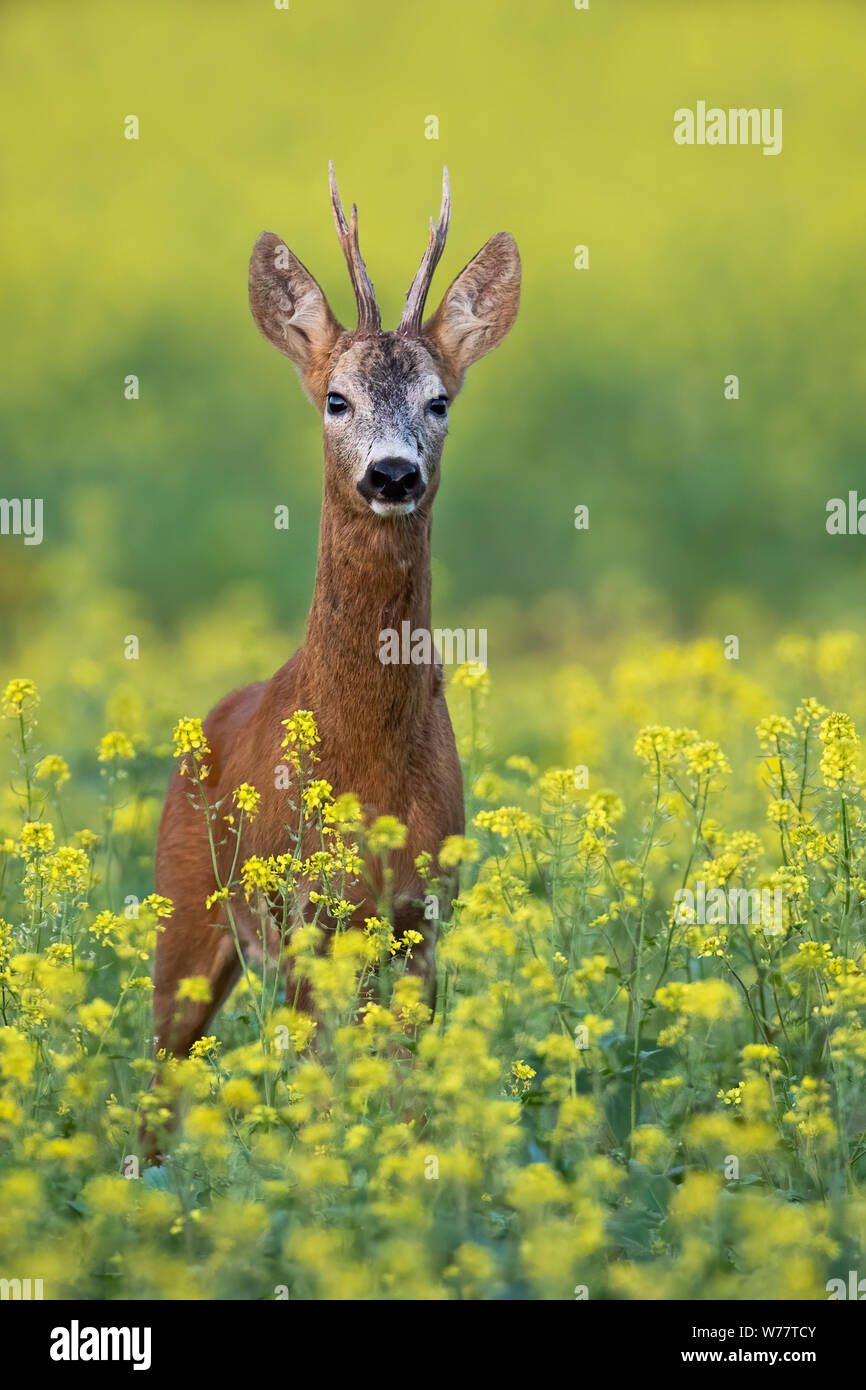 Roe deer buck standing on a flowery rape field with yellow flowers in ...