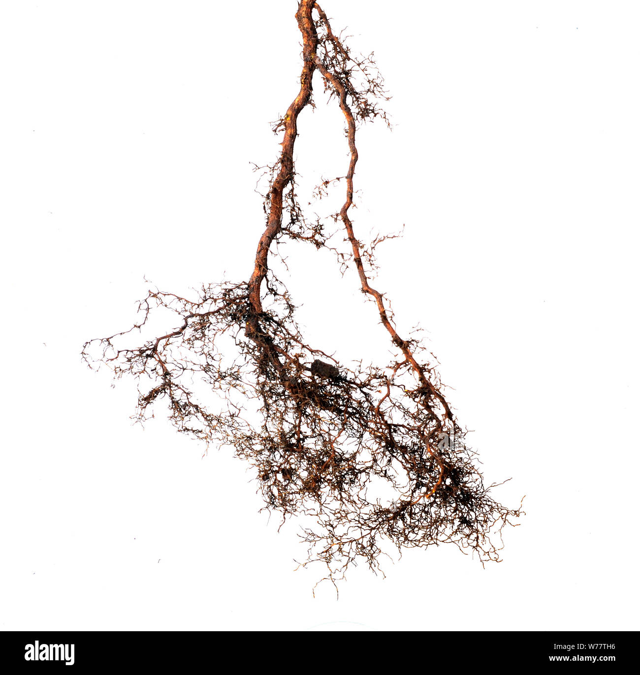 tree root on white background Stock Photo - Alamy