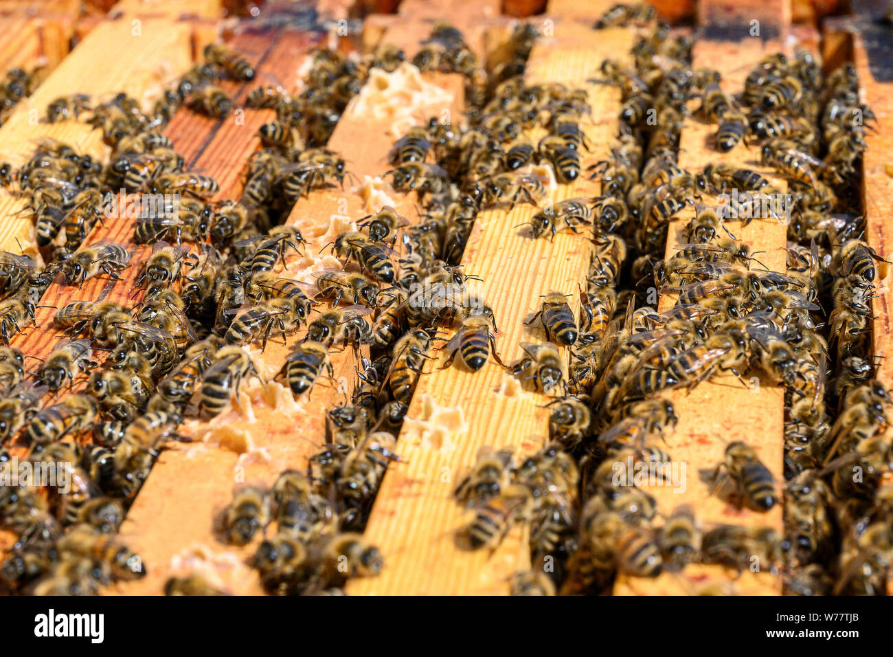 Capped Honeycomb Honey Bees High Resolution Stock Photography and ...