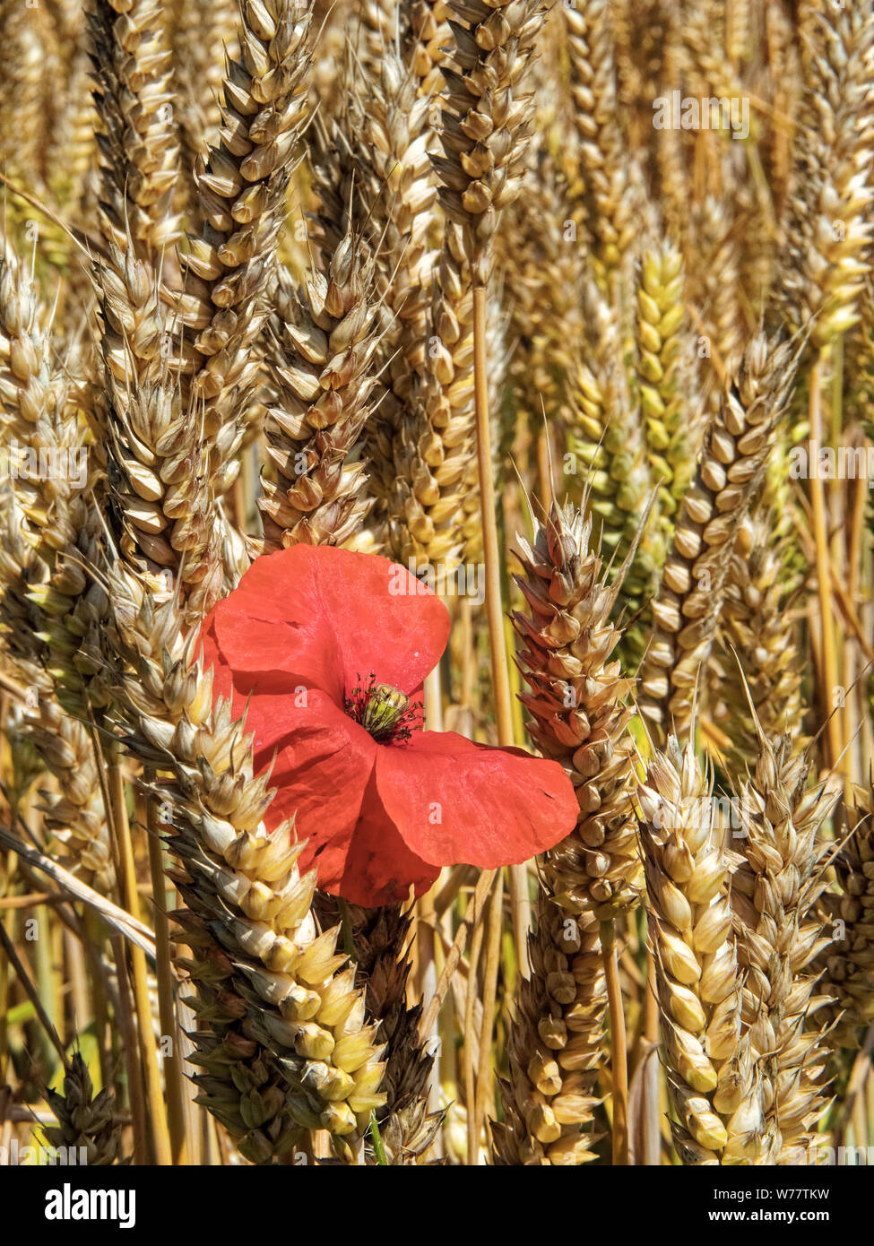 Red corn poppy Stock Photo - Alamy