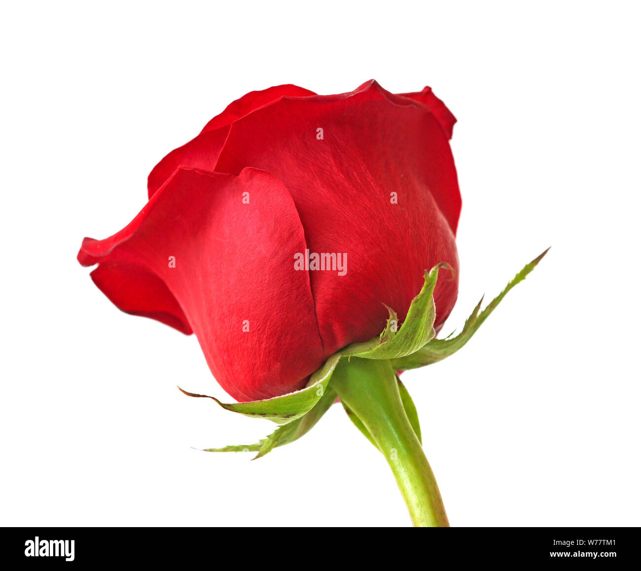 single red rose isolated on white background Stock Photo - Alamy