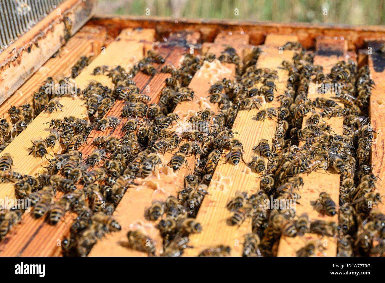 Outdoor beehive with honey bees, frames of the hive, top view Stock ...