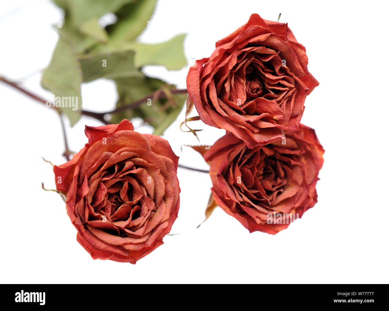 a bunch of dried orange rose on white background Stock Photo - Alamy