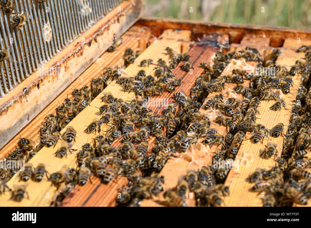 Outdoor beehive with honey bees, frames of the hive, top view Stock ...