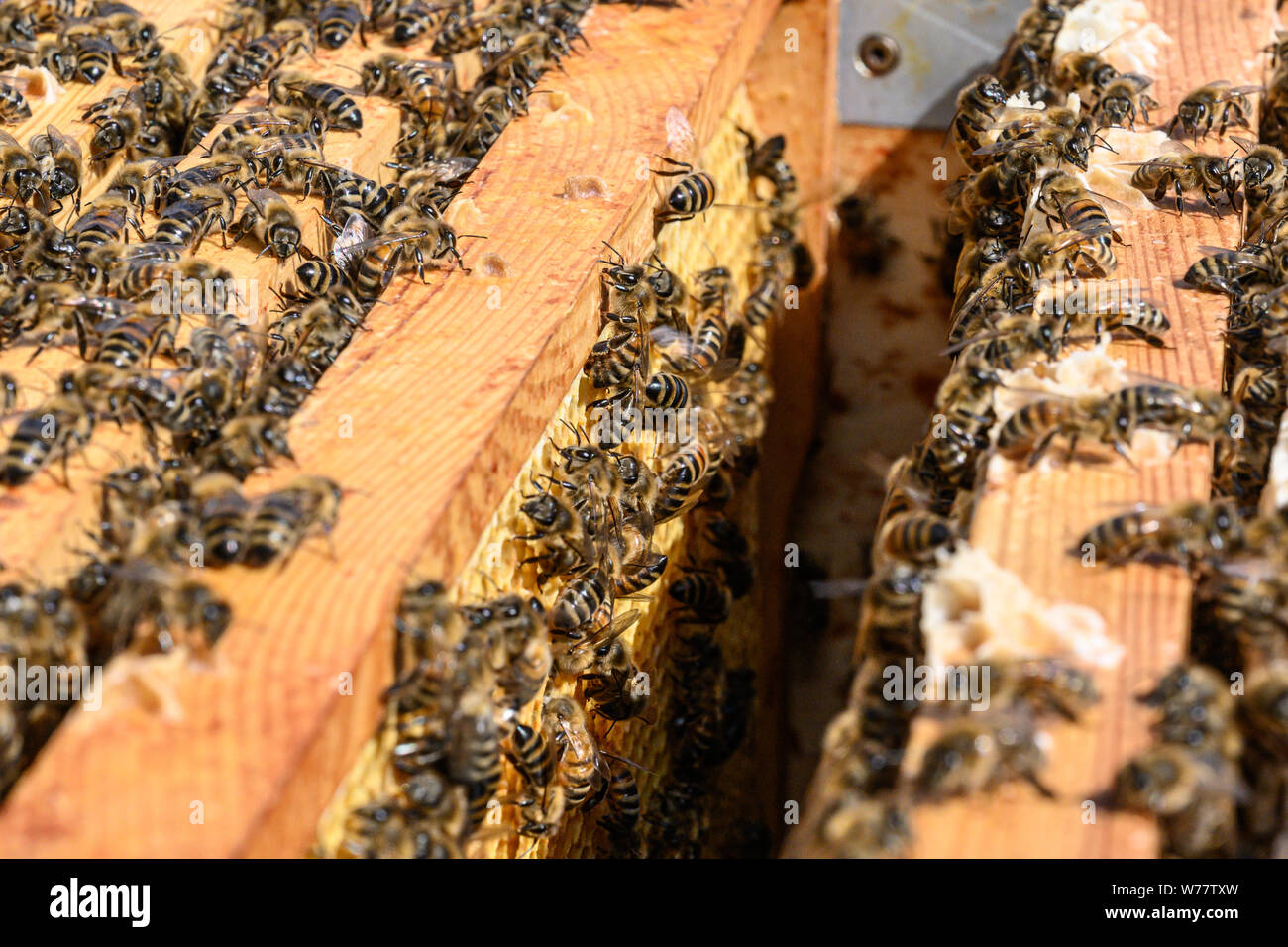 Outdoor beehive with honey bees, frames of the hive, top view Stock ...