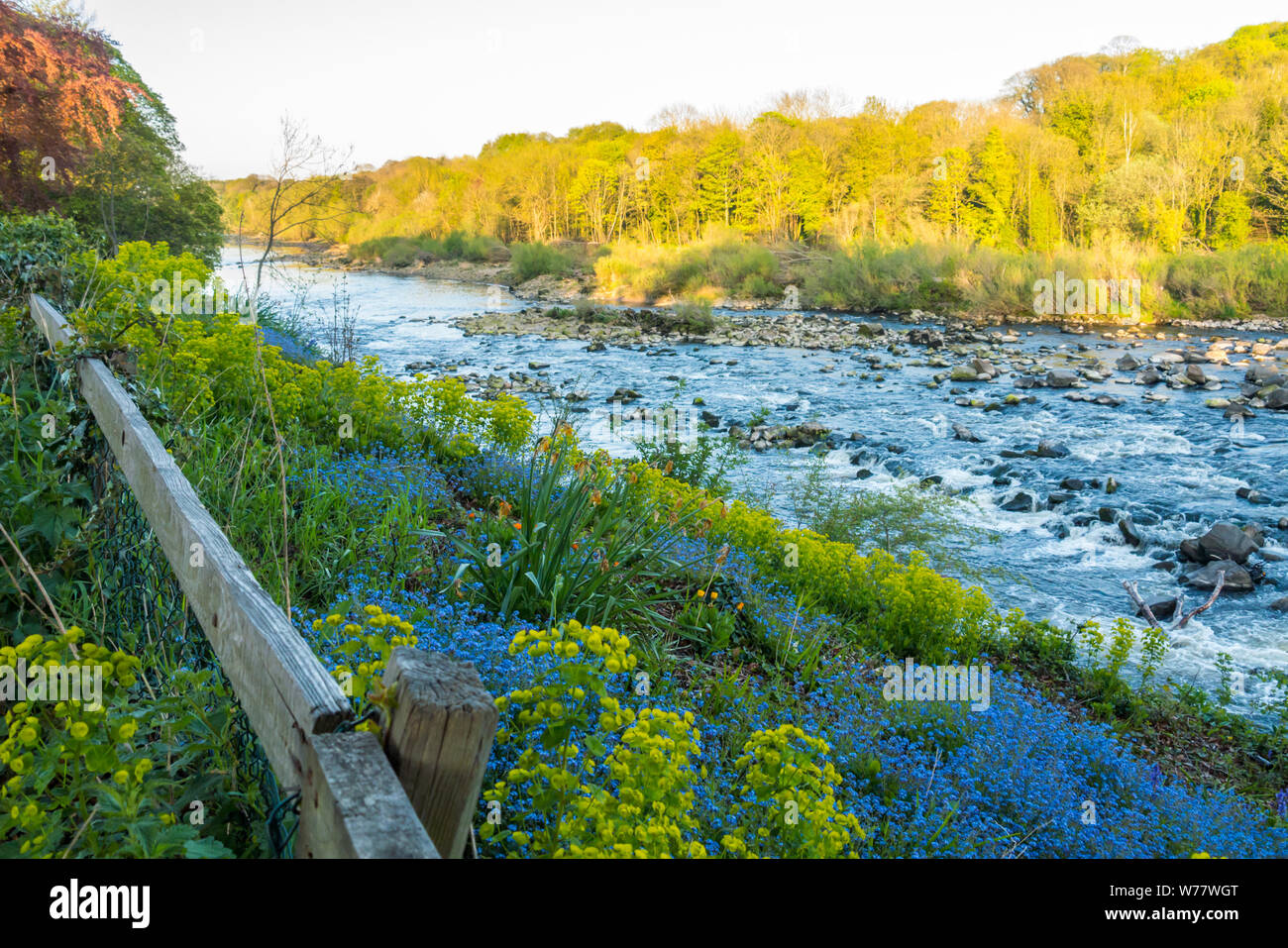 Riverside Flowers Along the River Tyne at Wylam Stock Photo - Alamy