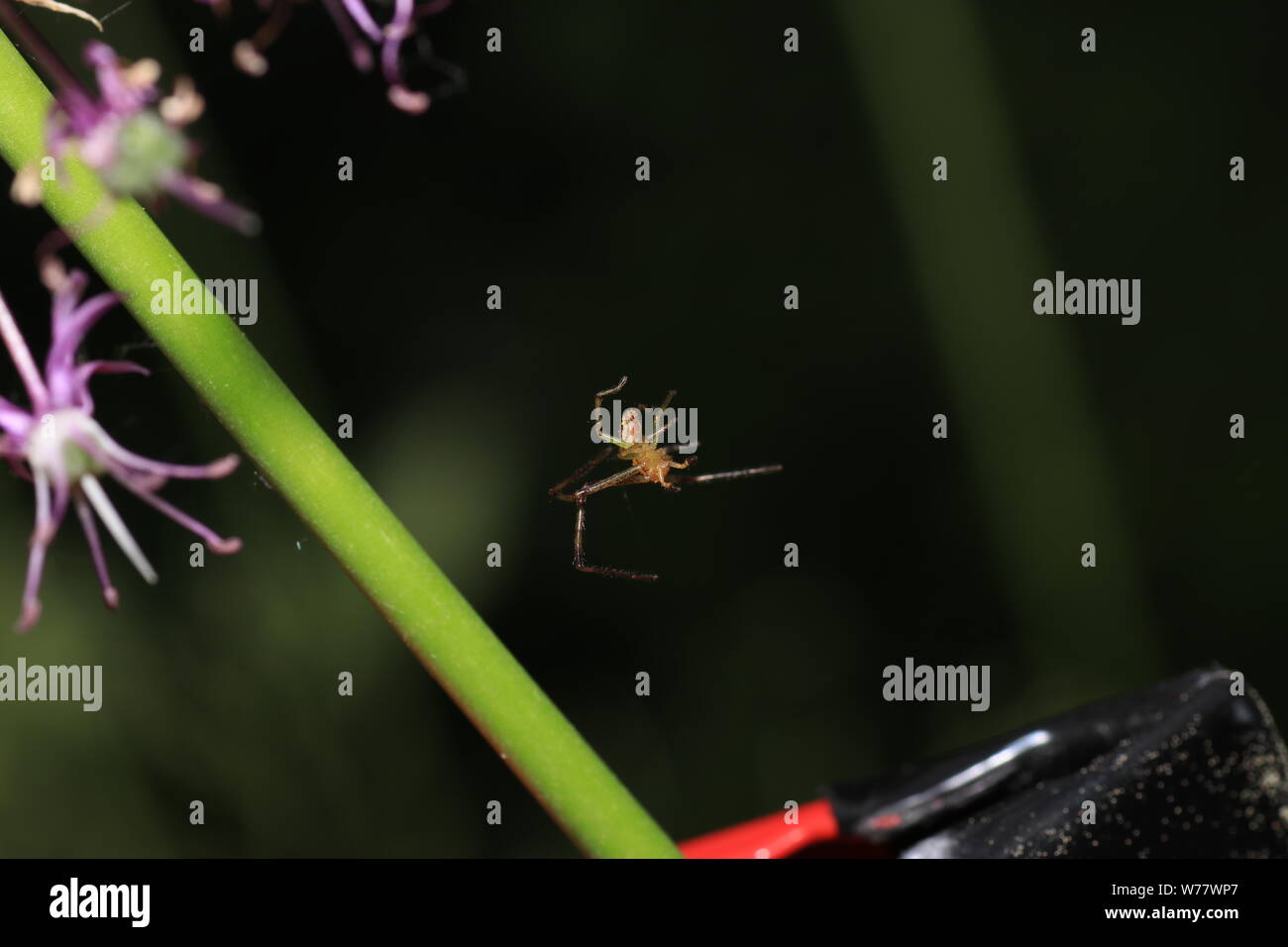Spiders in the garden in Germany with net and taken as macro in best ...