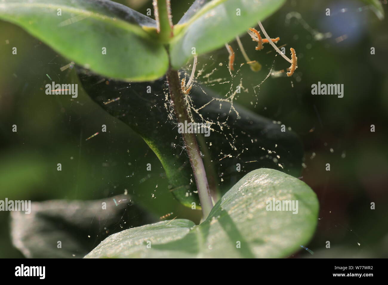 Spiders in the garden in Germany with net and taken as macro in best ...