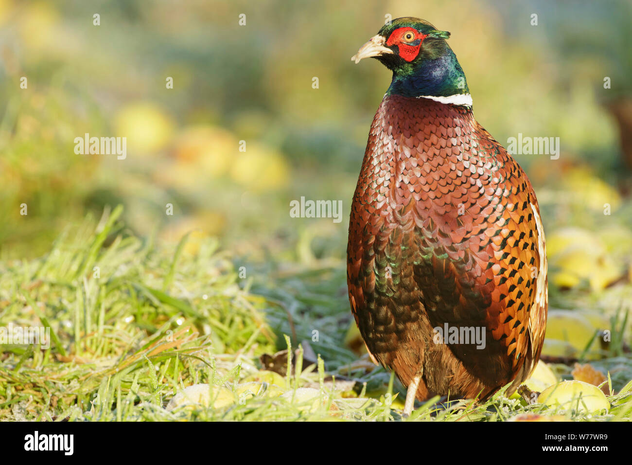 Common Pheasant (Phasianus colchicus) adult male, in orchard, West ...