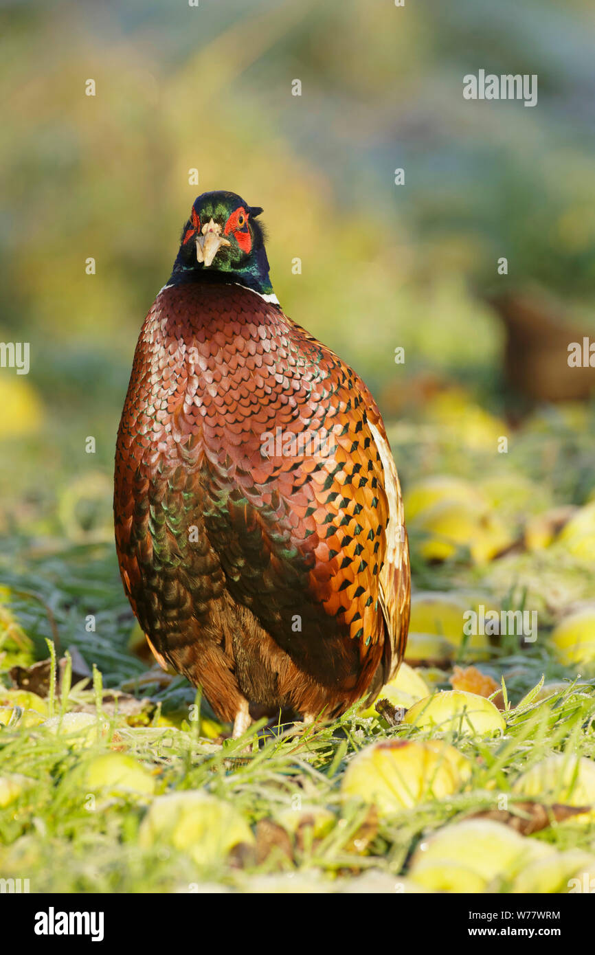 Common Pheasant (Phasianus colchicus) adult male, in orchard, West ...