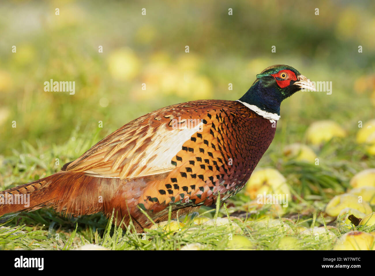 Common Pheasant (Phasianus colchicus) adult male, in orchard, West ...