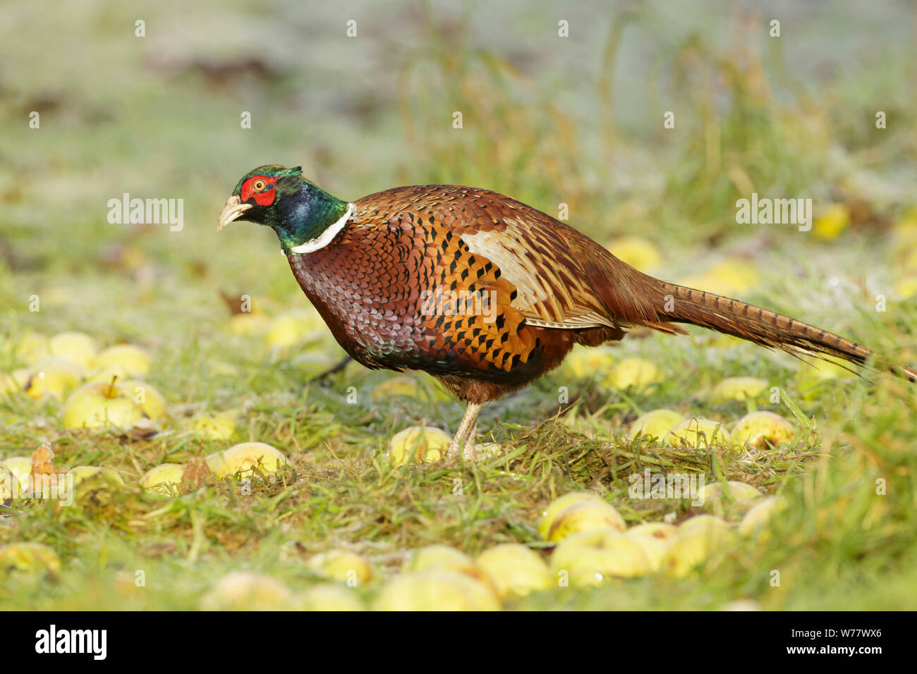 Common Pheasant (Phasianus colchicus) adult male, in orchard, West ...