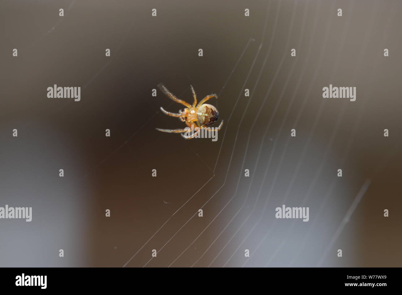 Spiders in the garden in Germany with net and taken as macro in best ...