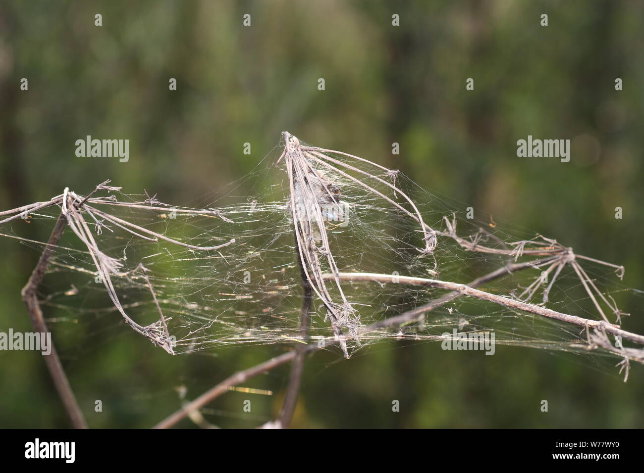 Spiders in the garden in Germany with net and taken as macro in best ...