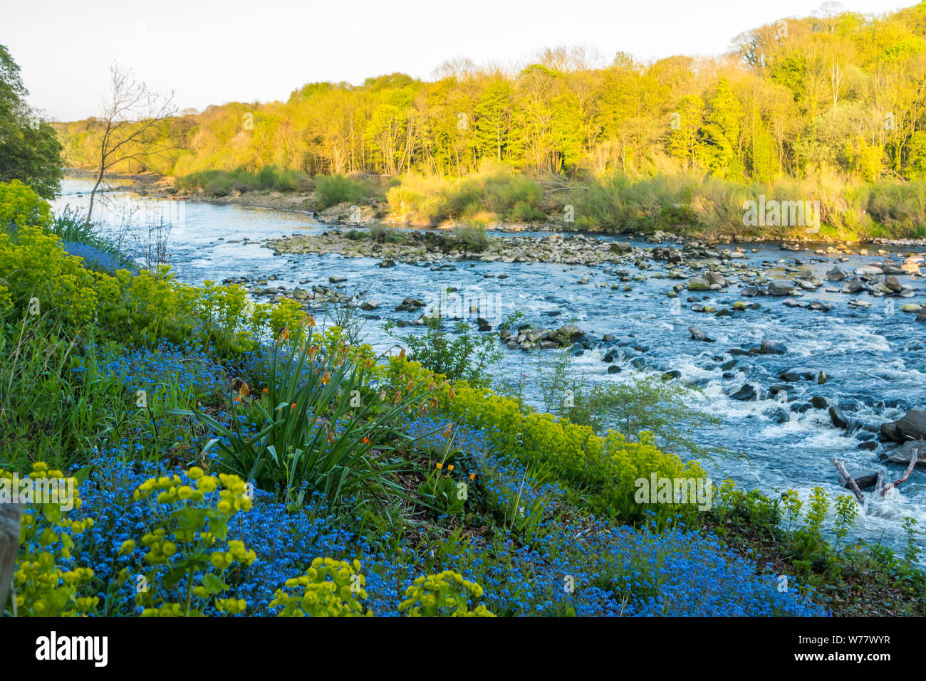 Riverside Flowers Along the River Tyne at Wylam Stock Photo - Alamy