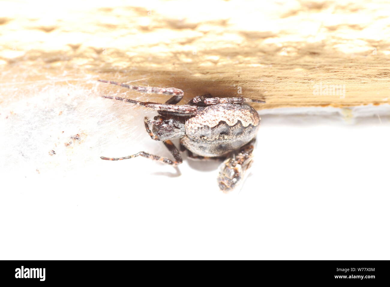 Spiders in the garden in Germany with net and taken as macro in best ...