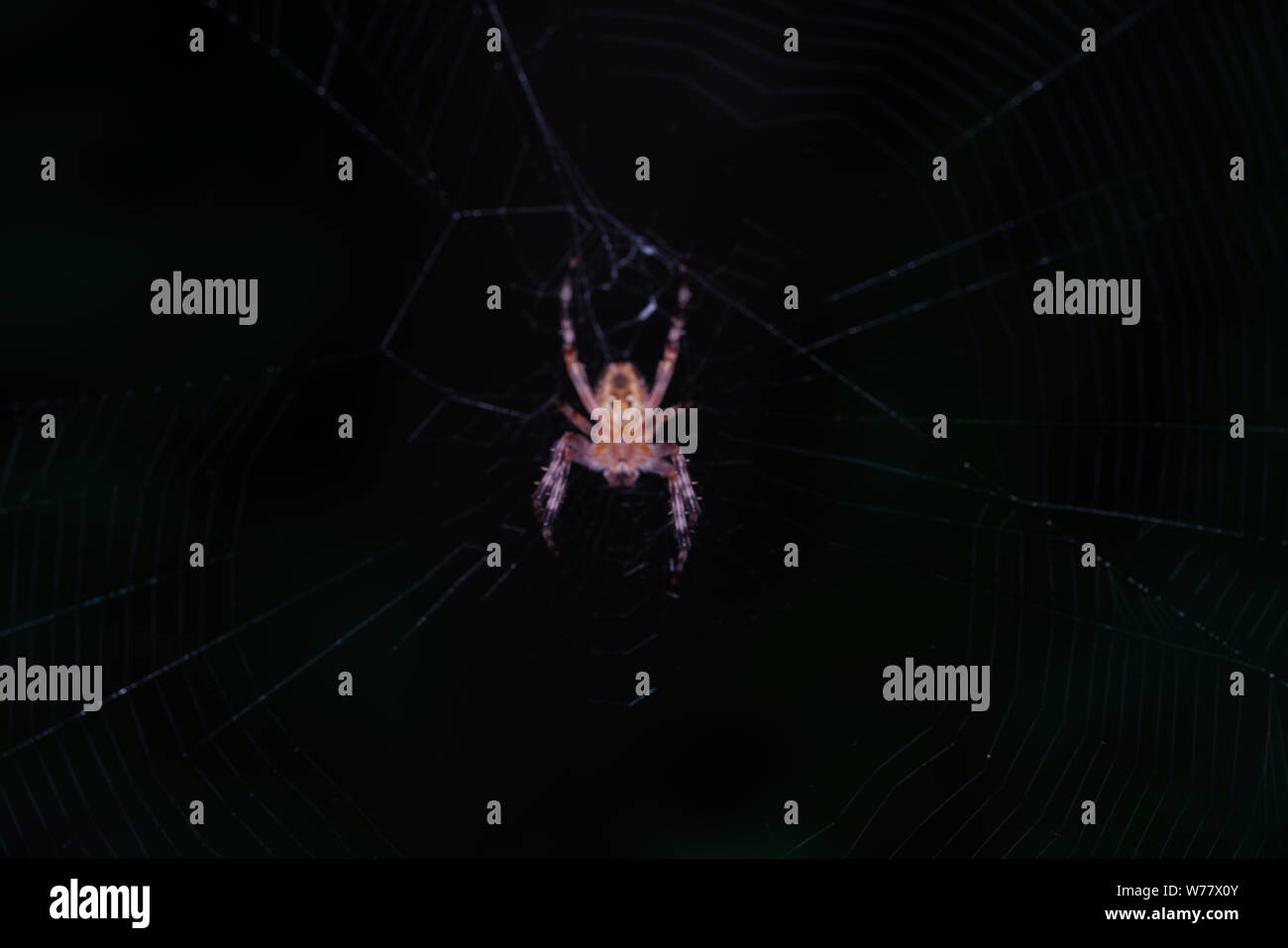 Spiders in the garden in Germany with net and taken as macro in best ...