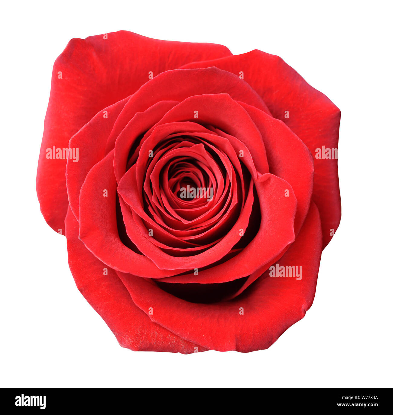 single red rose isolated on white background Stock Photo - Alamy