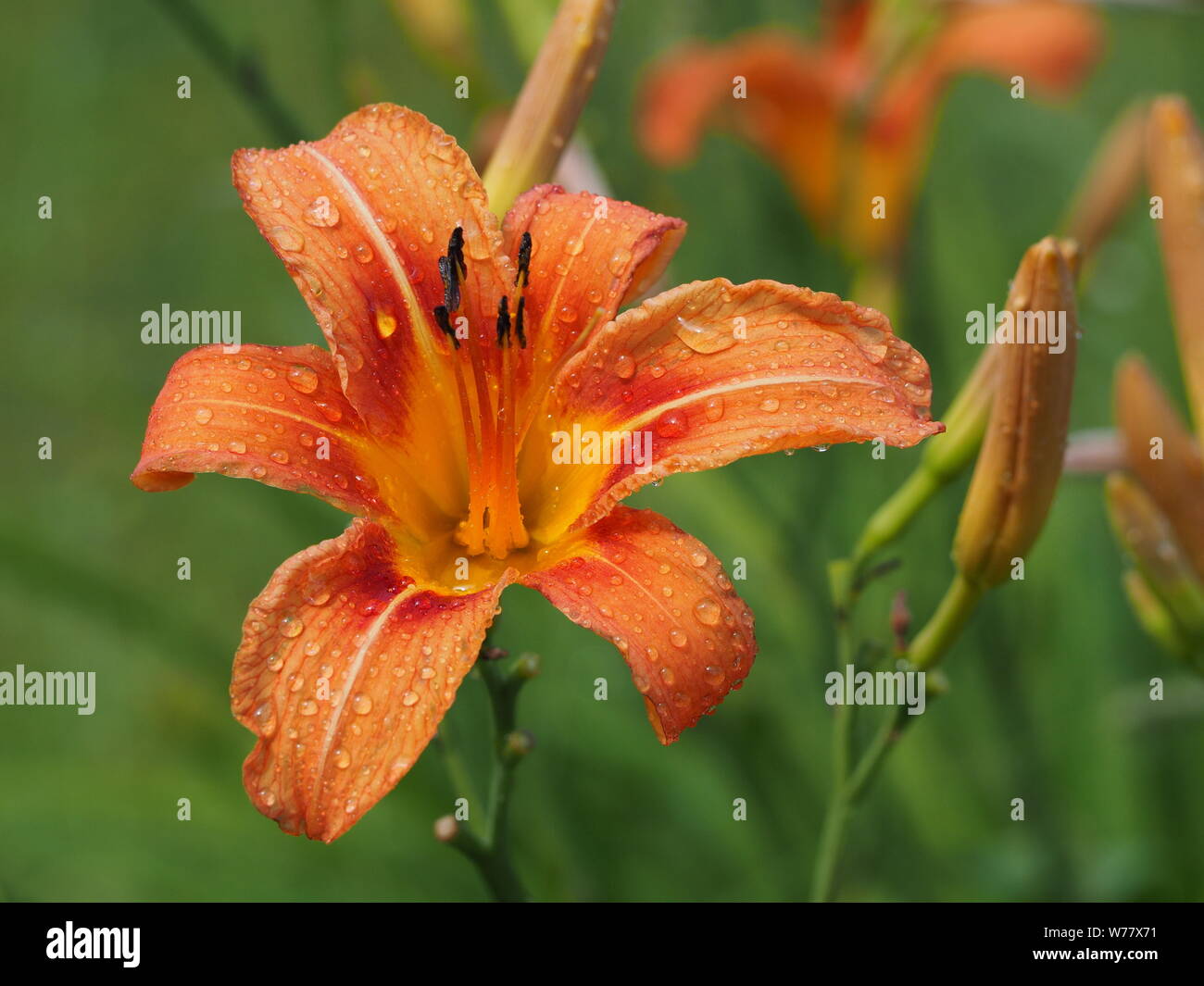 Quebec,Canada. An Orange Lily in bloom Stock Photo - Alamy