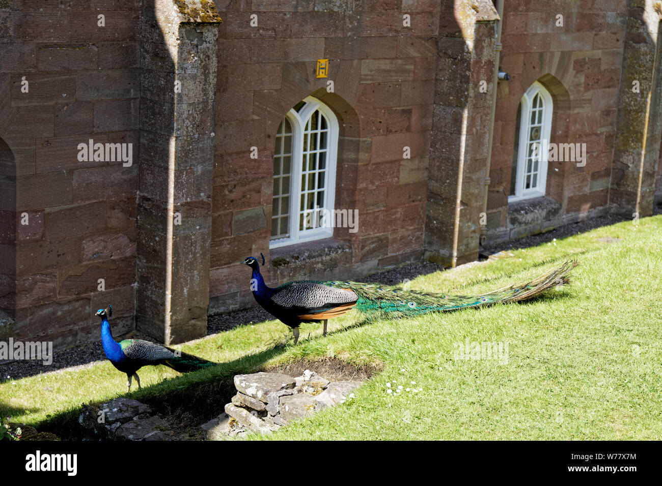 Peacocks in Scone Palace garden - Perth, Scotland, United Kingdom Stock ...
