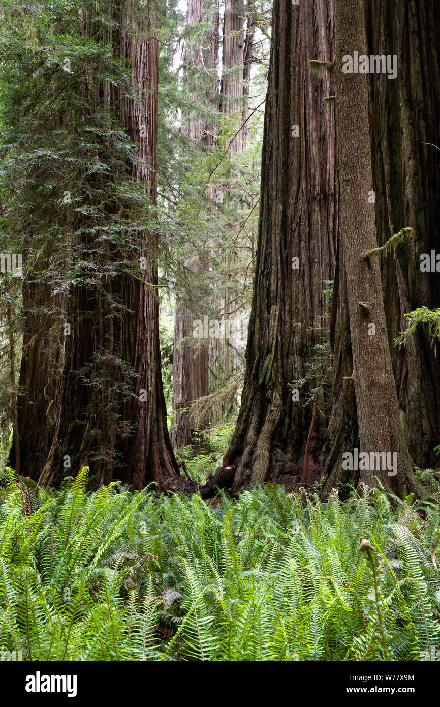 Simpson norte hi-res stock photography and images - Alamy
