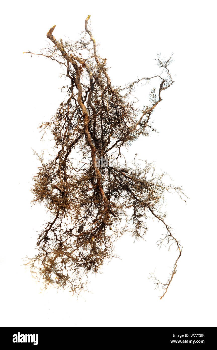 tree root on white background Stock Photo - Alamy