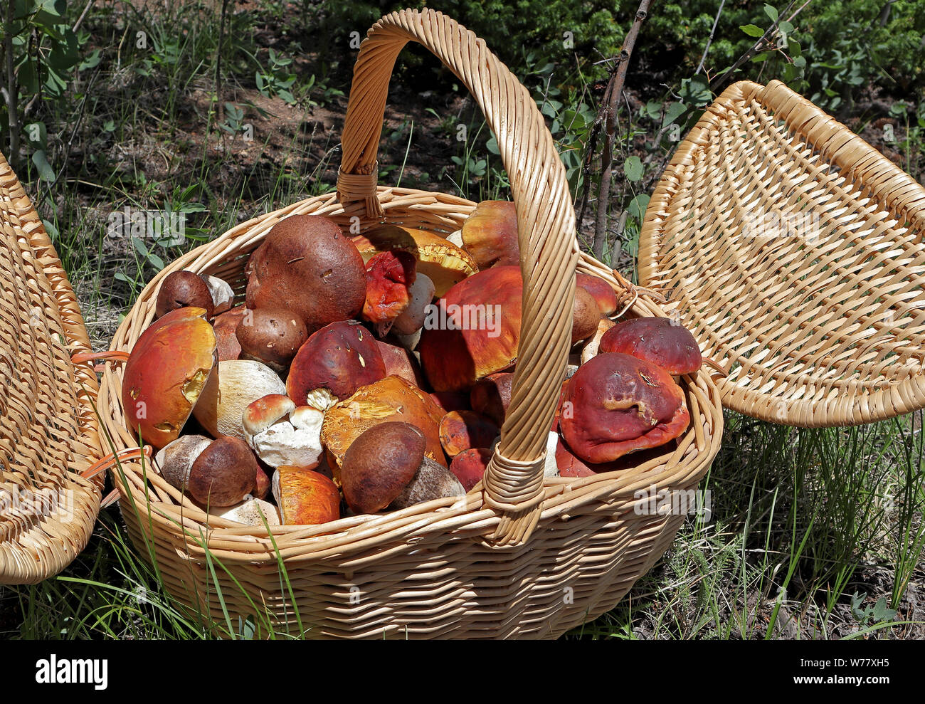 Basket fungi hi-res stock photography and images - Alamy